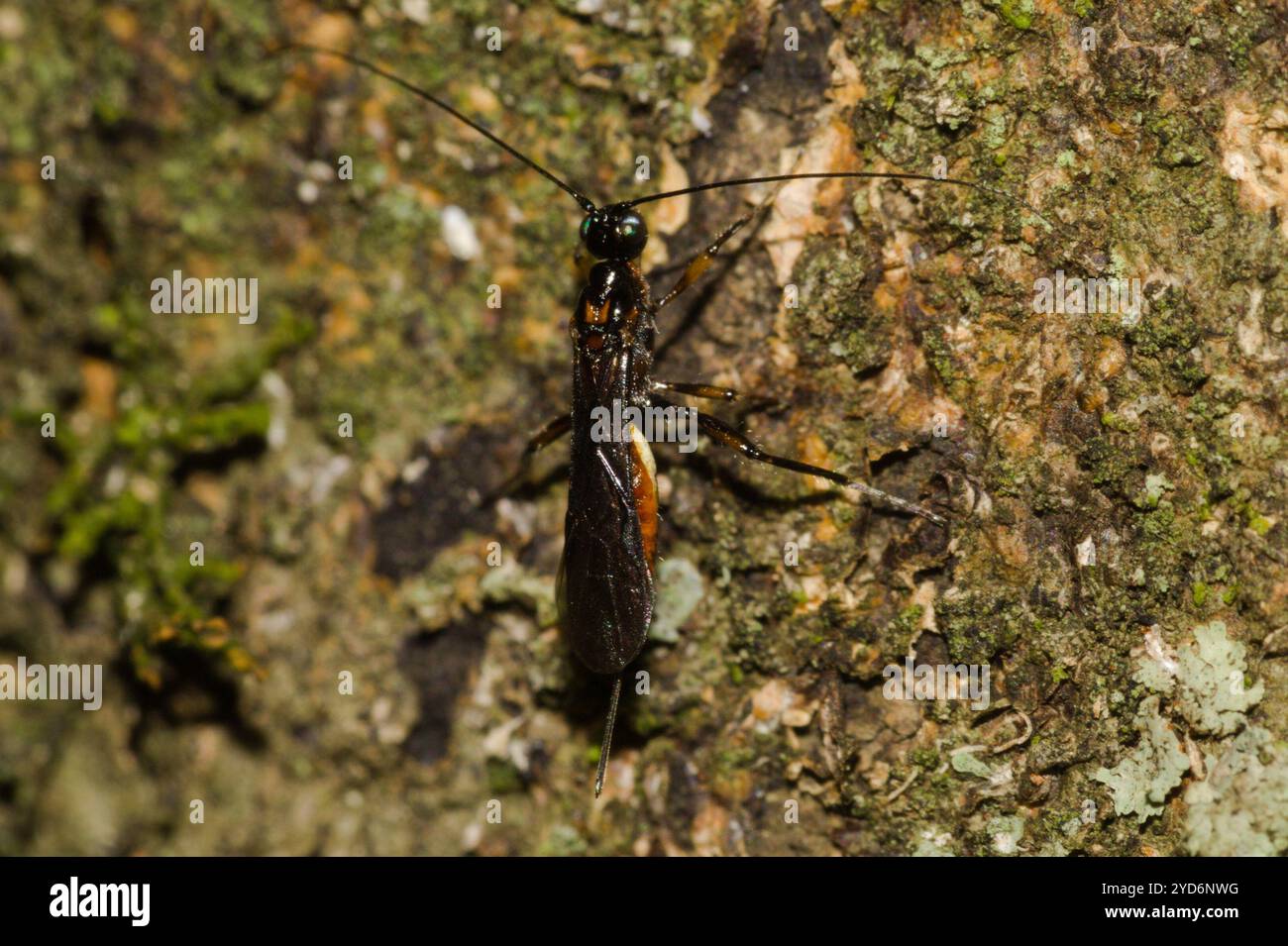 Ichneumonid and Braconid Wasps (Ichneumonoidea Stock Photo - Alamy