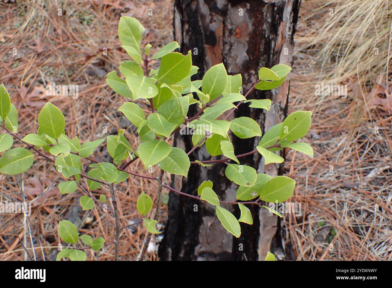 Large Gallberry (Ilex coriacea Stock Photo - Alamy