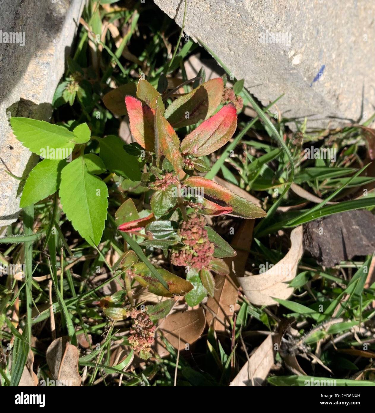 Asthma plant (Euphorbia hirta Stock Photo - Alamy