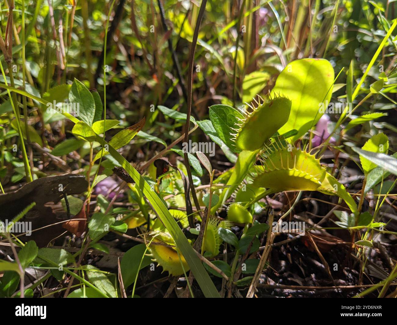 Venus flytrap (Dionaea muscipula Stock Photo - Alamy