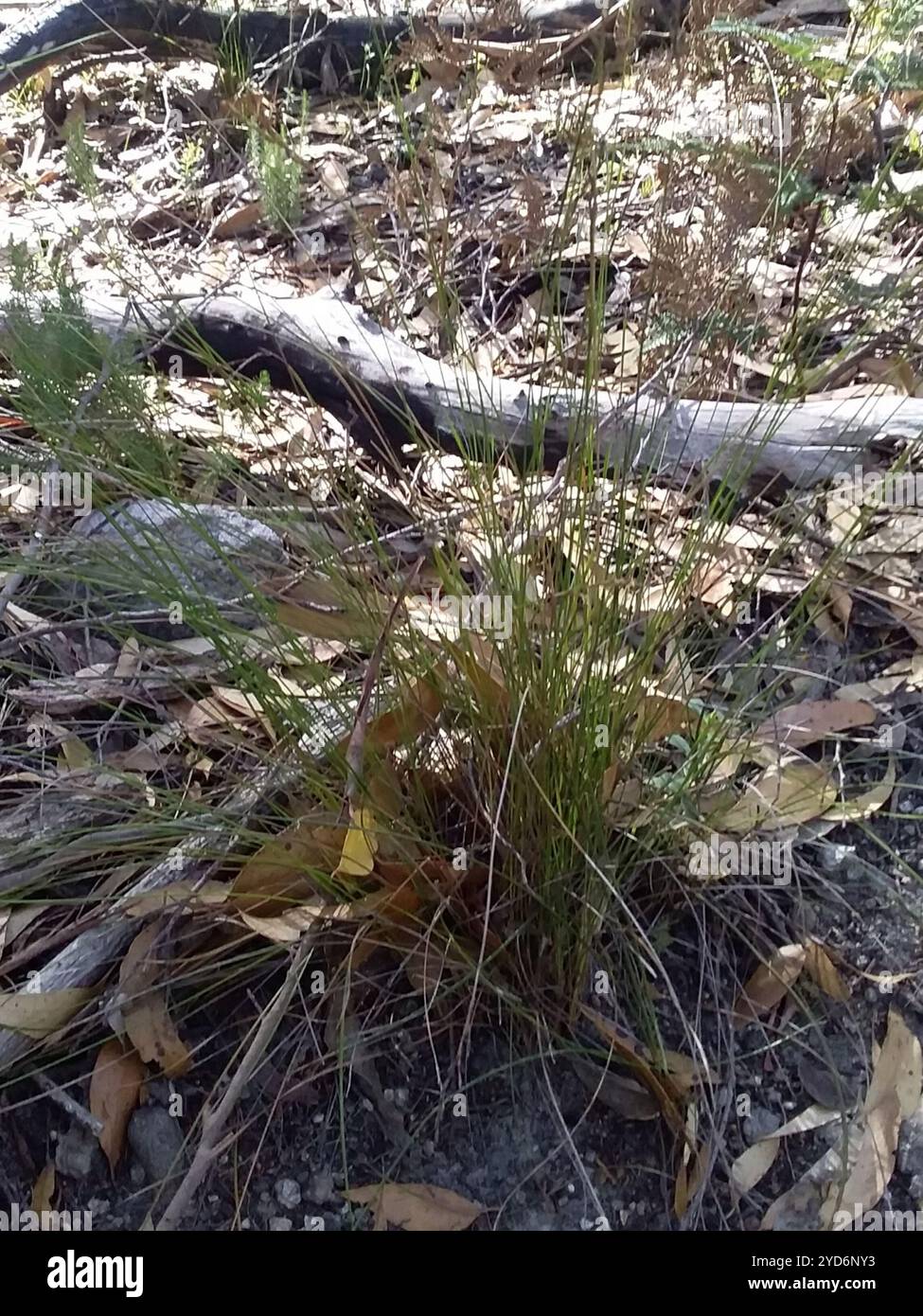 Wire rapier-sedge (Lepidosperma semiteres Stock Photo - Alamy