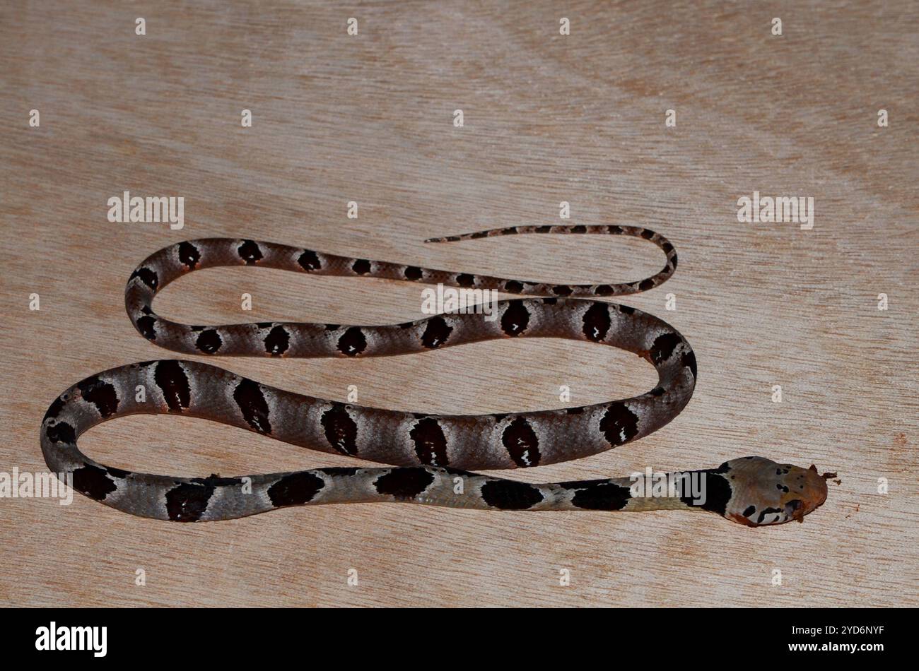 Blandings Tree Snake (Toxicodryas blandingii Stock Photo - Alamy