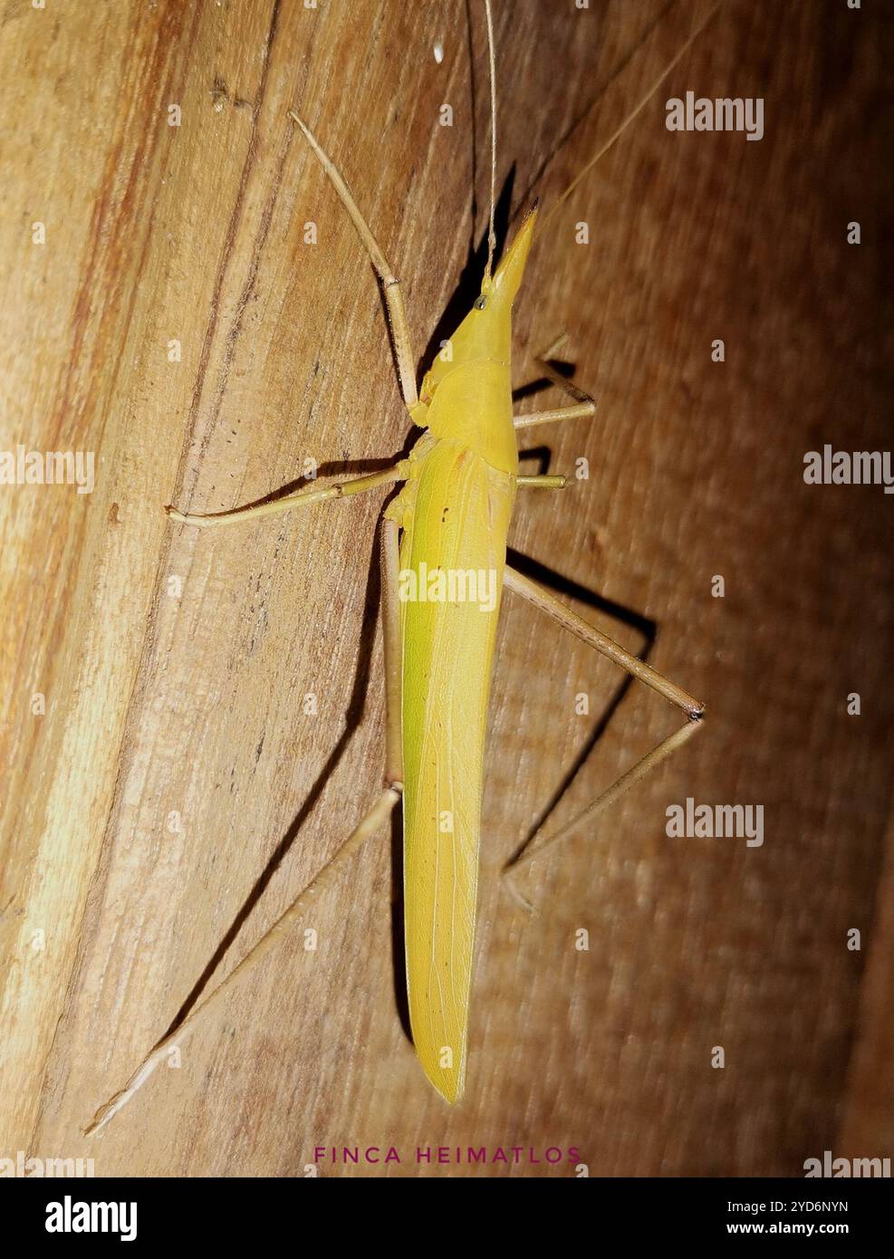 Neoconocephalus hi-res stock photography and images - Alamy