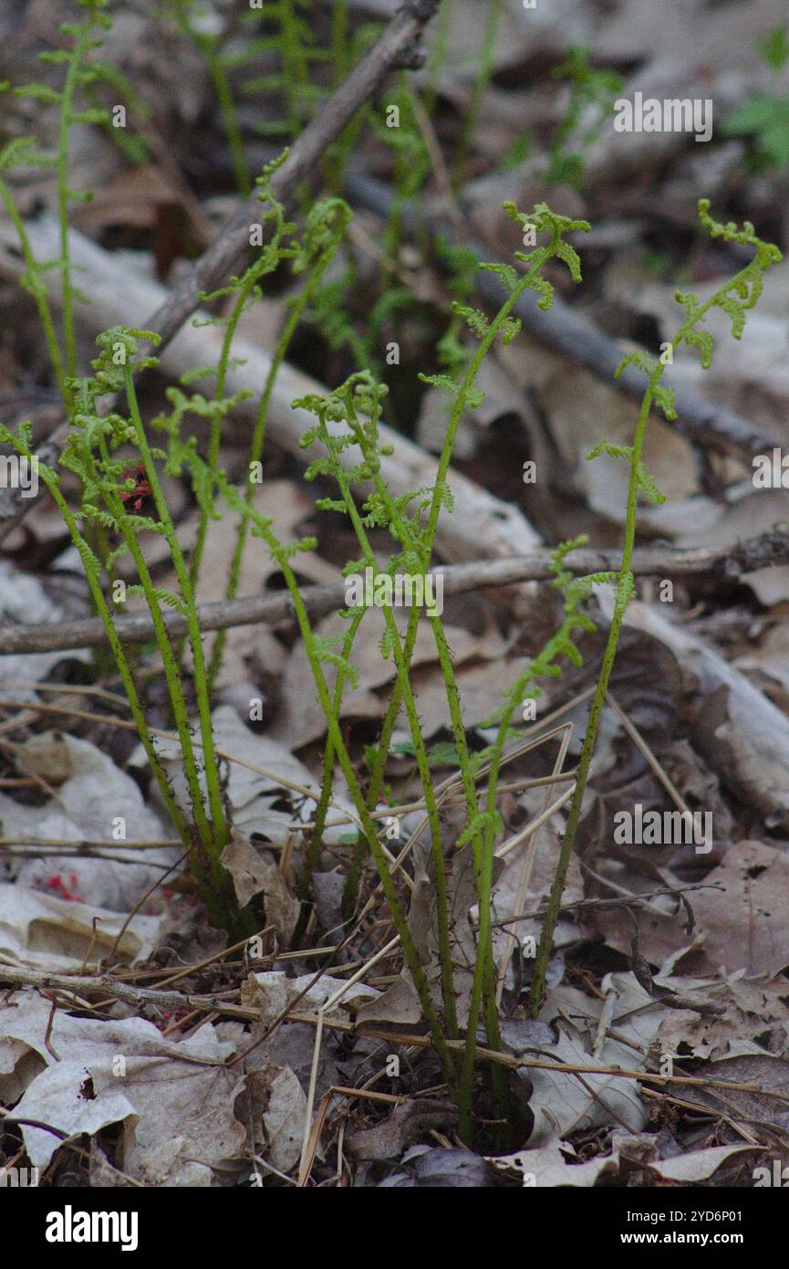 northern lady fern (Athyrium angustum Stock Photo - Alamy