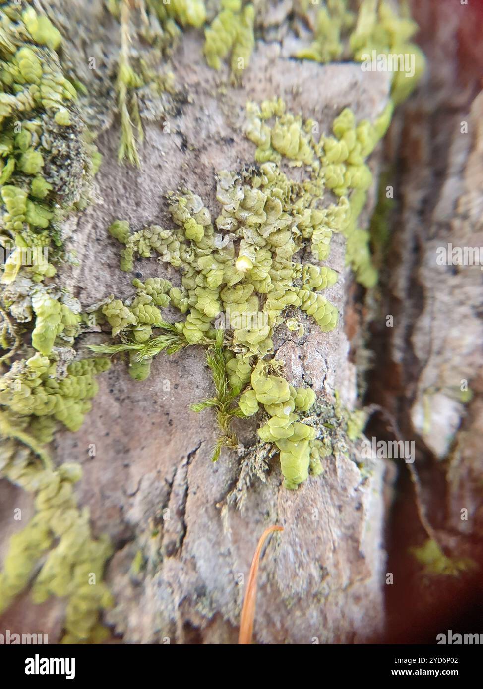 Flat-leaved Scalewort (Radula complanata Stock Photo - Alamy