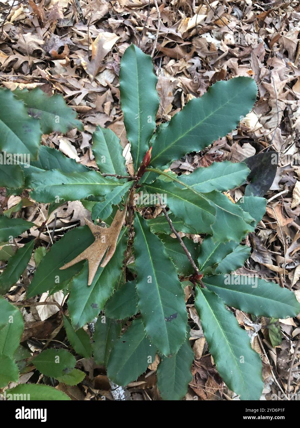 Chinese Photinia (Photinia serratifolia Stock Photo - Alamy