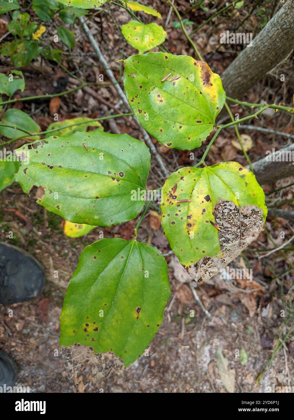 roundleaf greenbrier (Smilax rotundifolia Stock Photo - Alamy