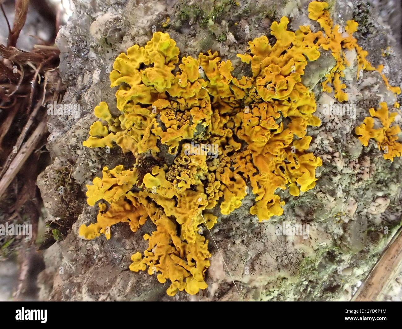 Common Sunburst Lichen (Xanthoria parietina Stock Photo - Alamy