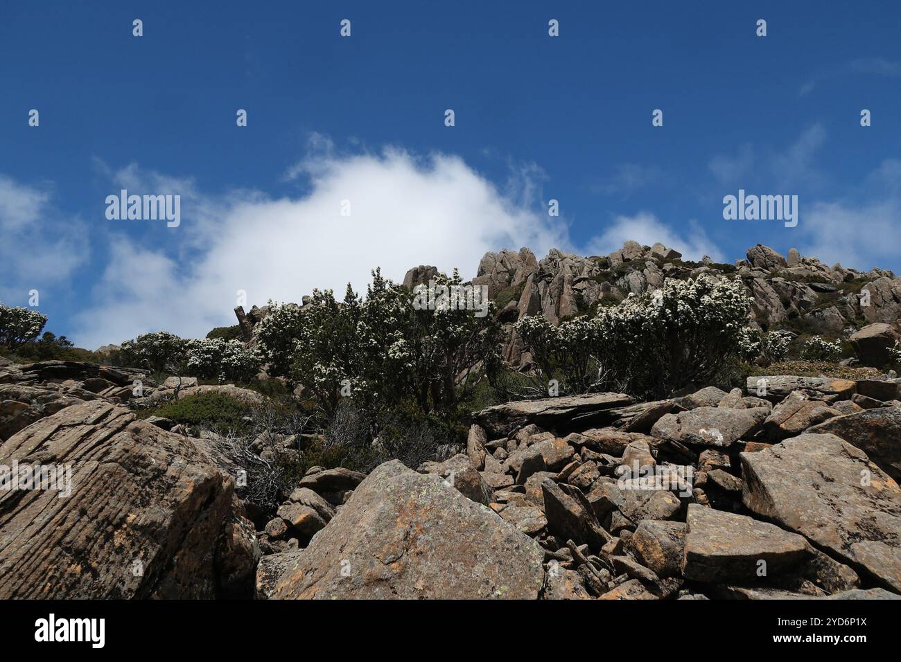 Pinifolia hi-res stock photography and images - Alamy