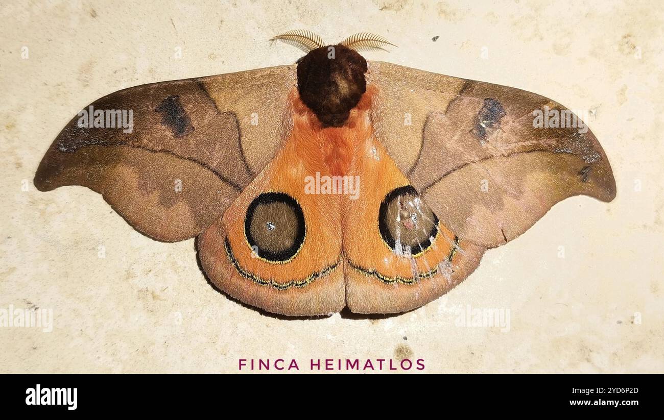 Automeris hamata hi-res stock photography and images - Alamy