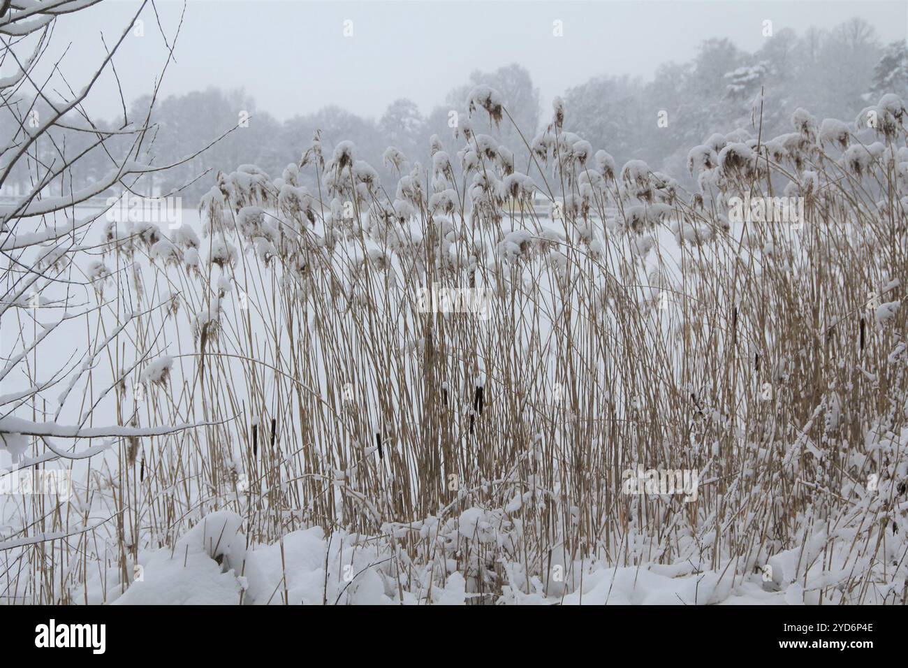 common reed (Phragmites australis Stock Photo - Alamy