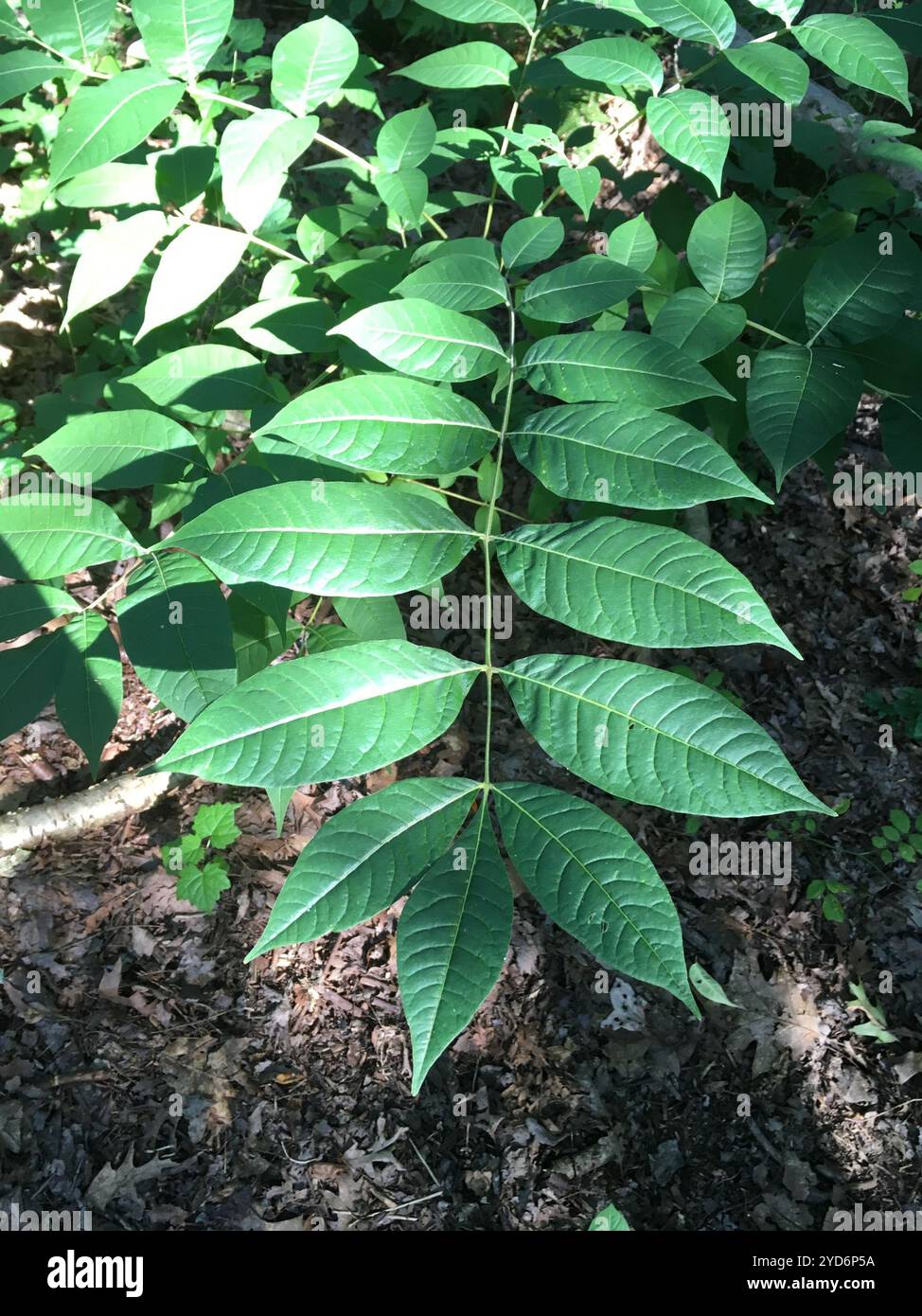Amur Corktree (Phellodendron amurense Stock Photo - Alamy