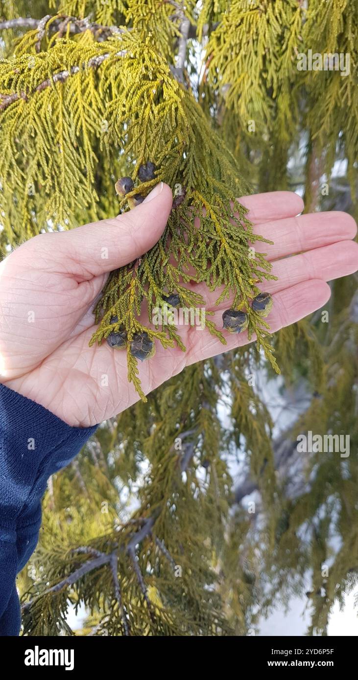 Alaska yellow cedar (Callitropsis nootkatensis Stock Photo - Alamy