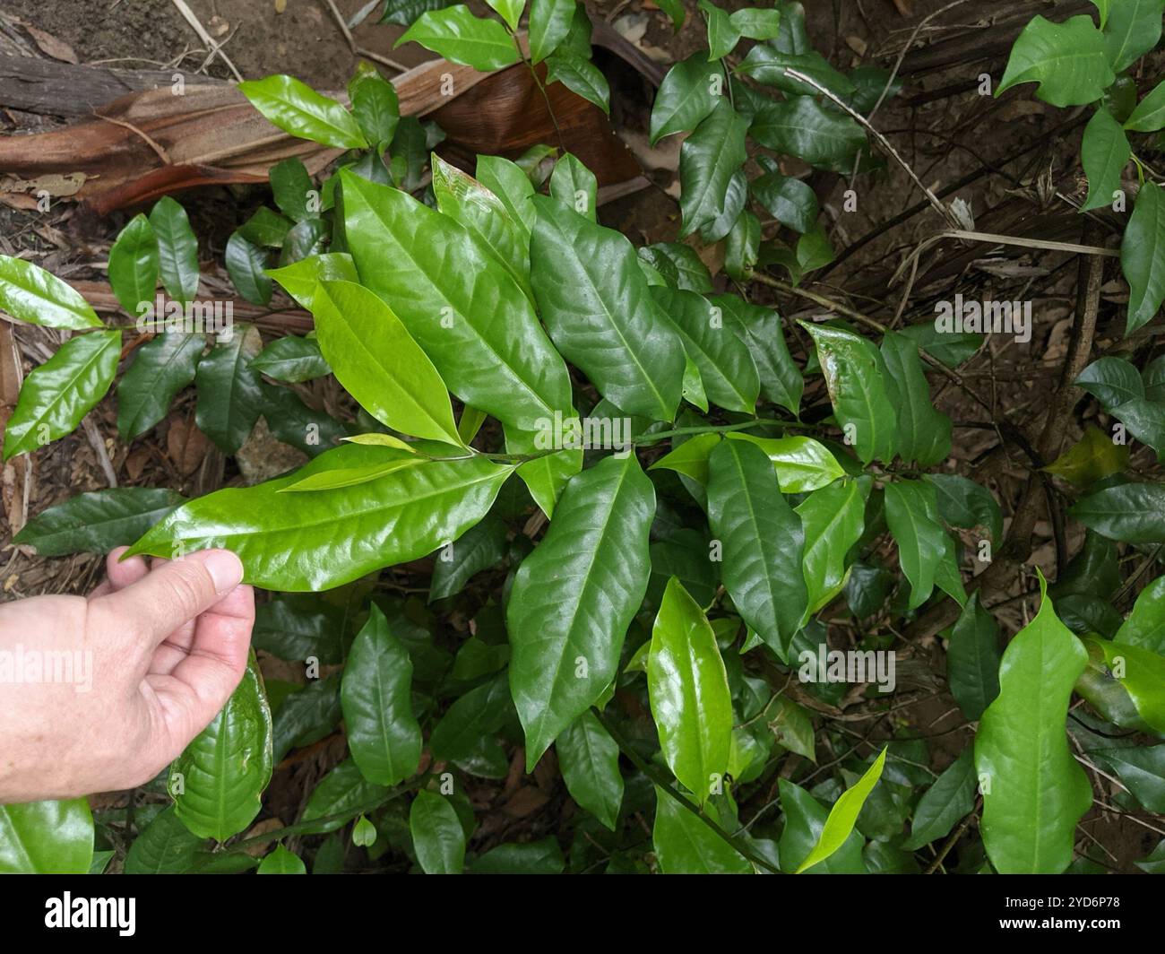Eupomatia laurina hi-res stock photography and images - Alamy
