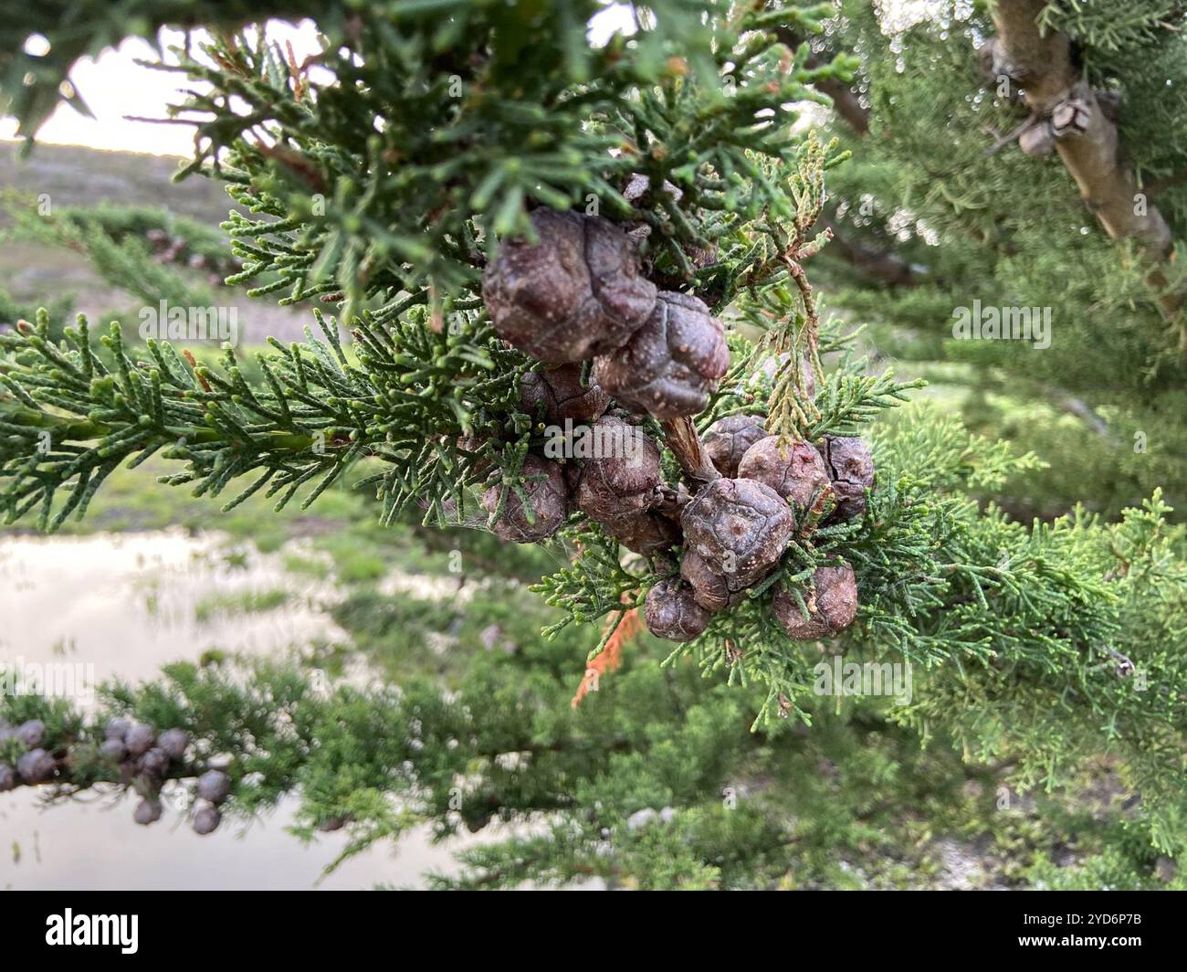 Monterey Cypress (Hesperocyparis macrocarpa Stock Photo - Alamy