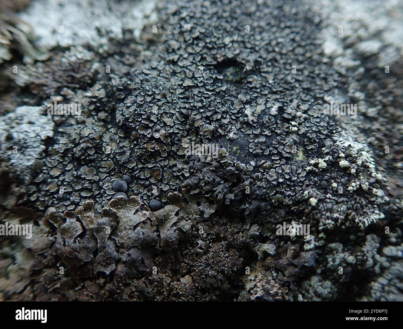 Tile Lichens (Lecidea Stock Photo - Alamy