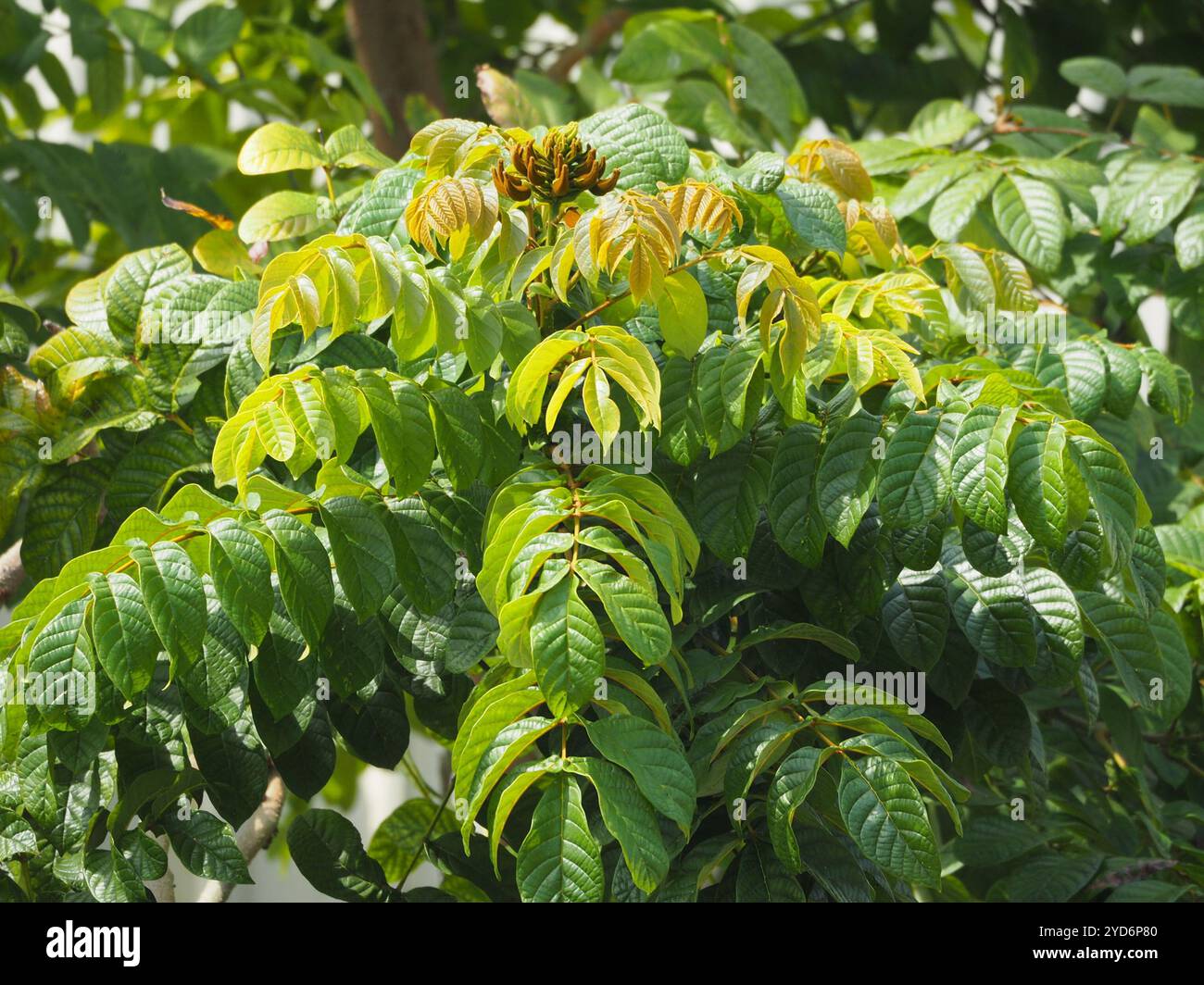 African tulip tree (Spathodea campanulata Stock Photo - Alamy