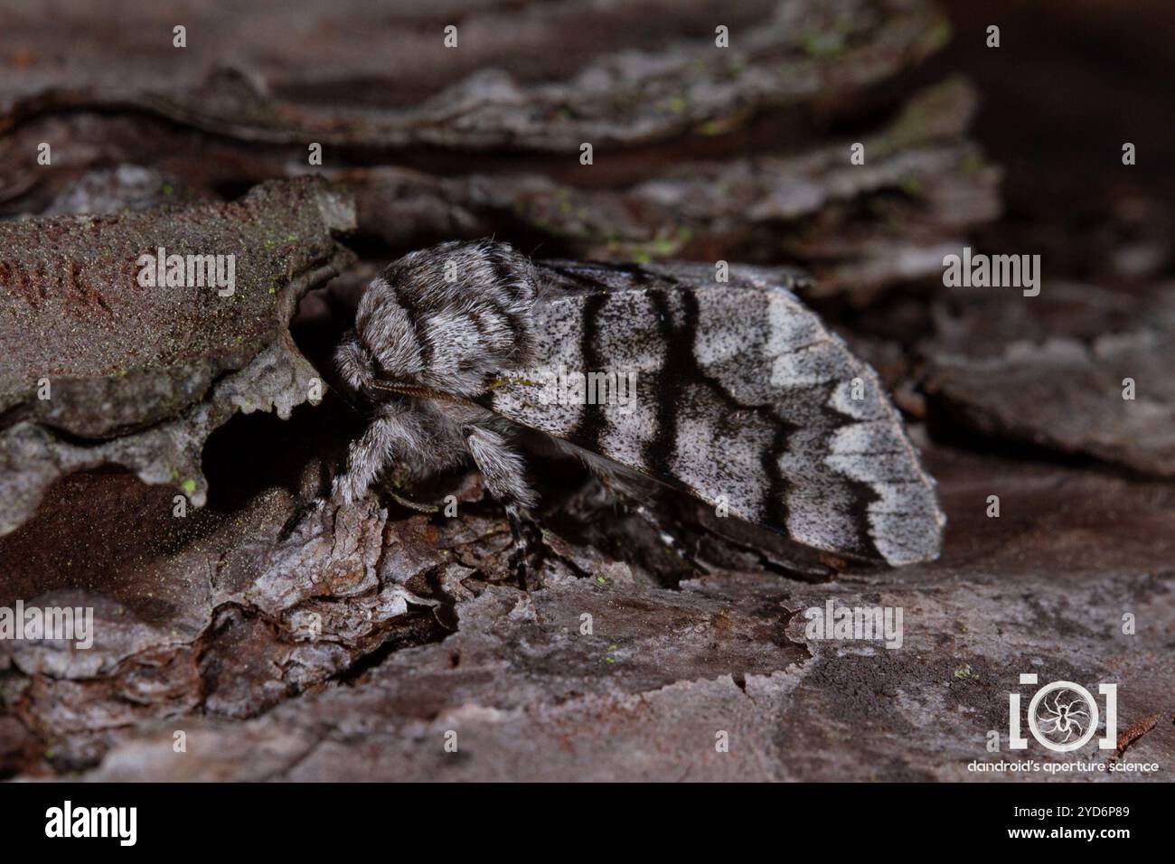 Eastern Panthea Moth (Panthea furcilla Stock Photo - Alamy