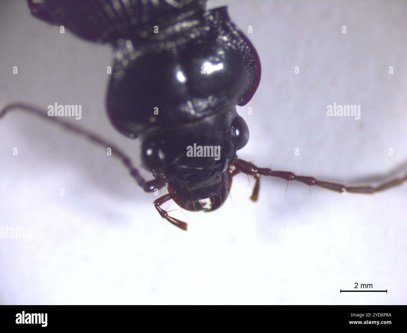 European Gazelle Beetle (Nebria brevicollis Stock Photo - Alamy