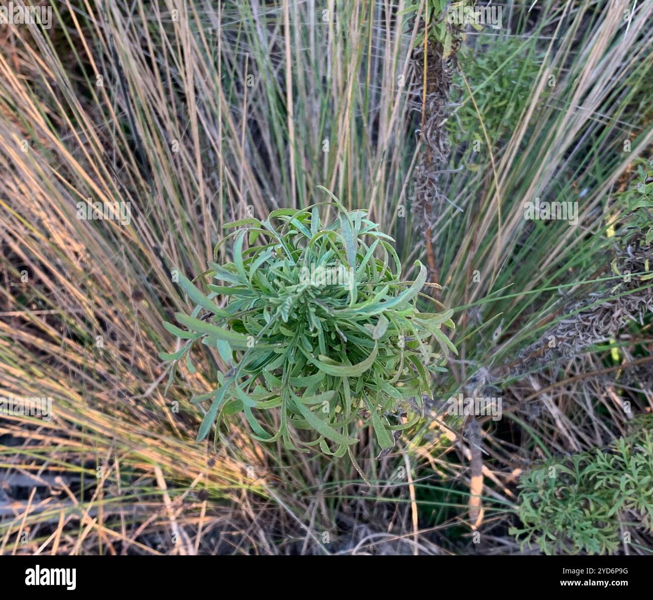 Coastal Dog Fennel (Eupatorium compositifolium Stock Photo - Alamy