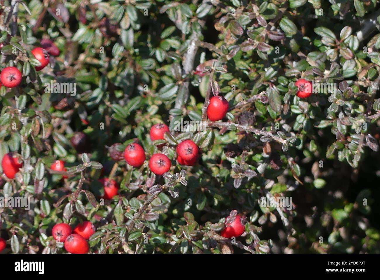 Wall cotoneaster (Cotoneaster horizontalis Stock Photo - Alamy