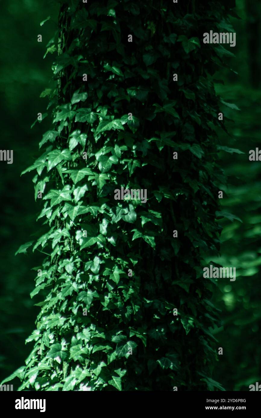 Deciduous forest. Tree trunk entwined with ivy. Green nature leafy ...