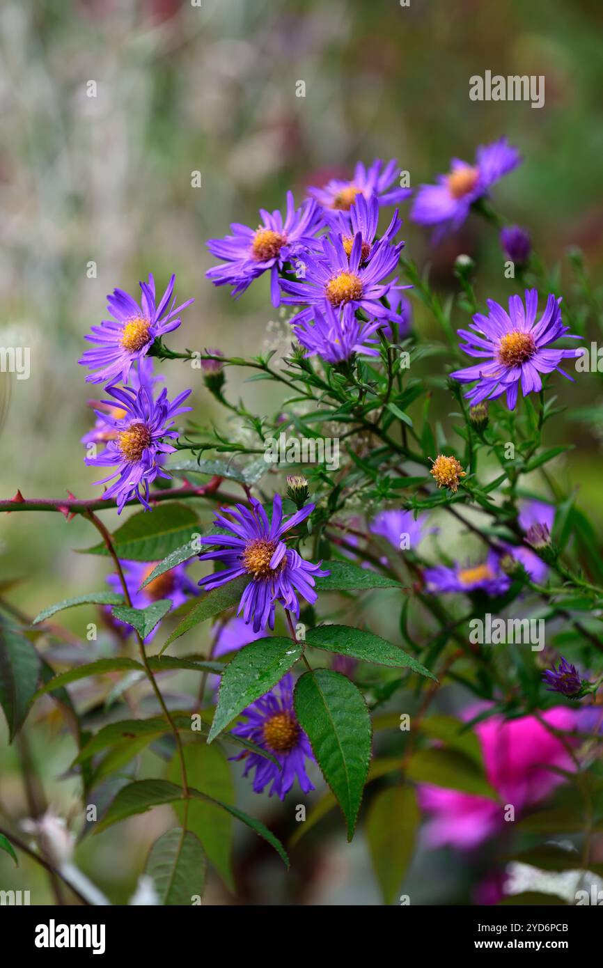 Symphyotrichum laeve orpheus hi-res stock photography and images - Alamy