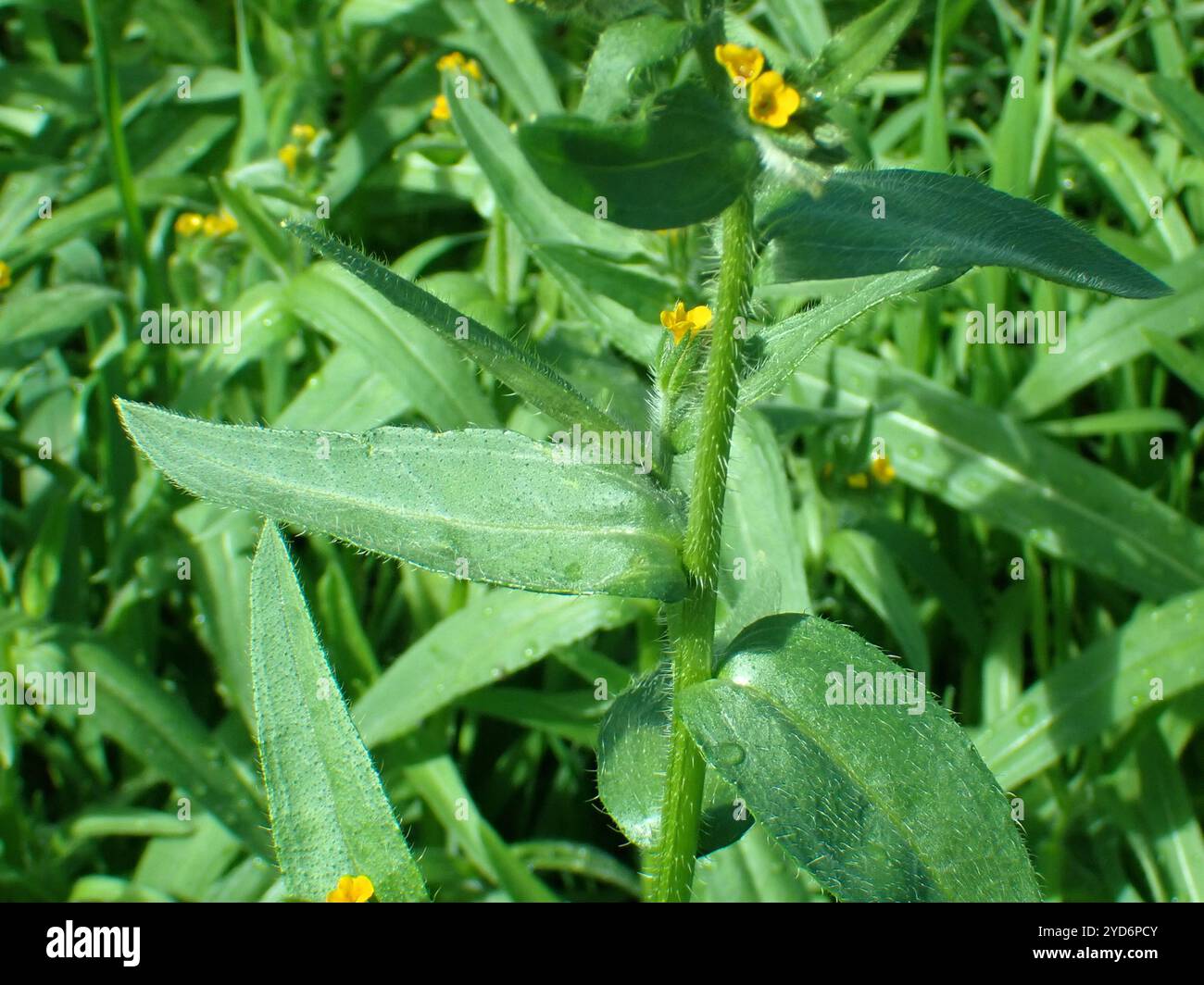 Common Fiddleneck (Amsinckia menziesii Stock Photo - Alamy