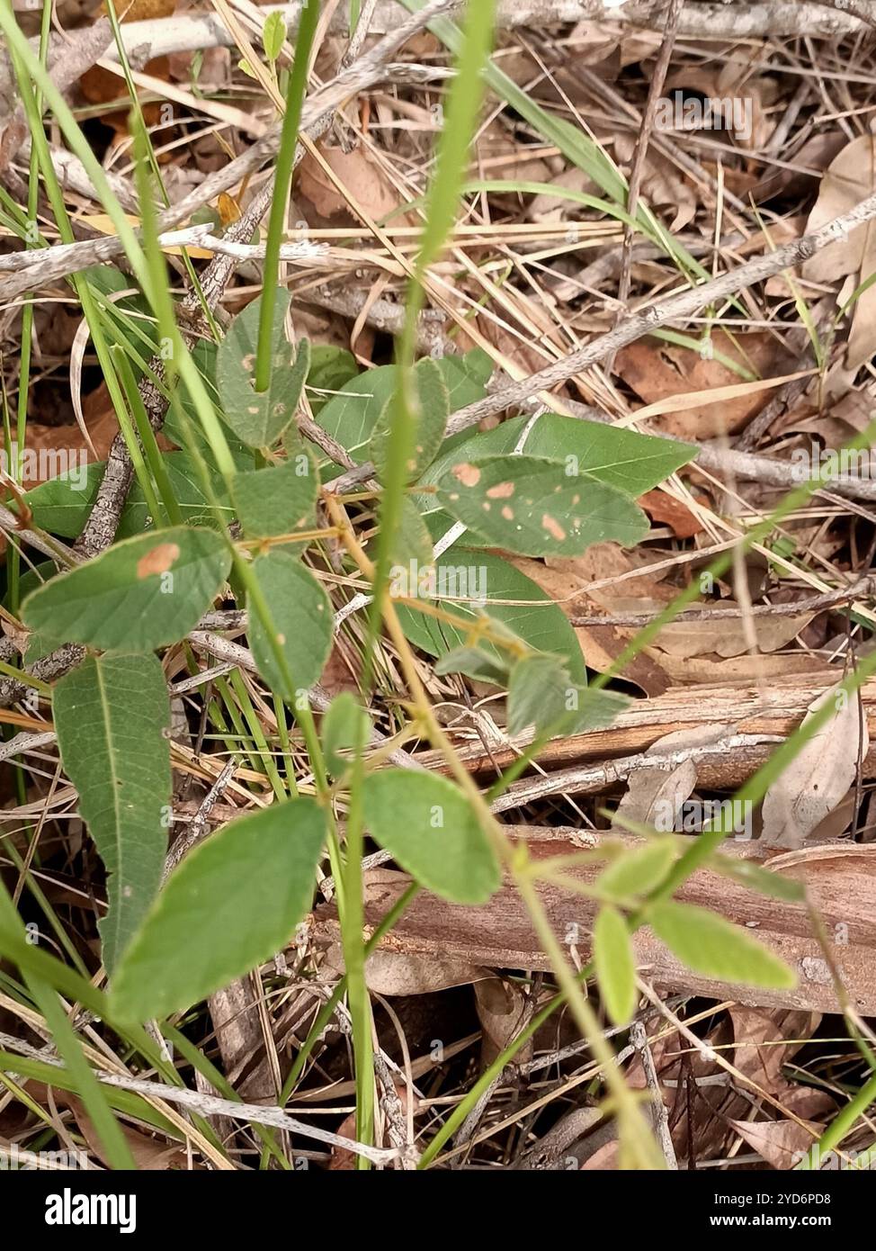 Rusty tick-trefoil (Desmodium rhytidophyllum Stock Photo - Alamy