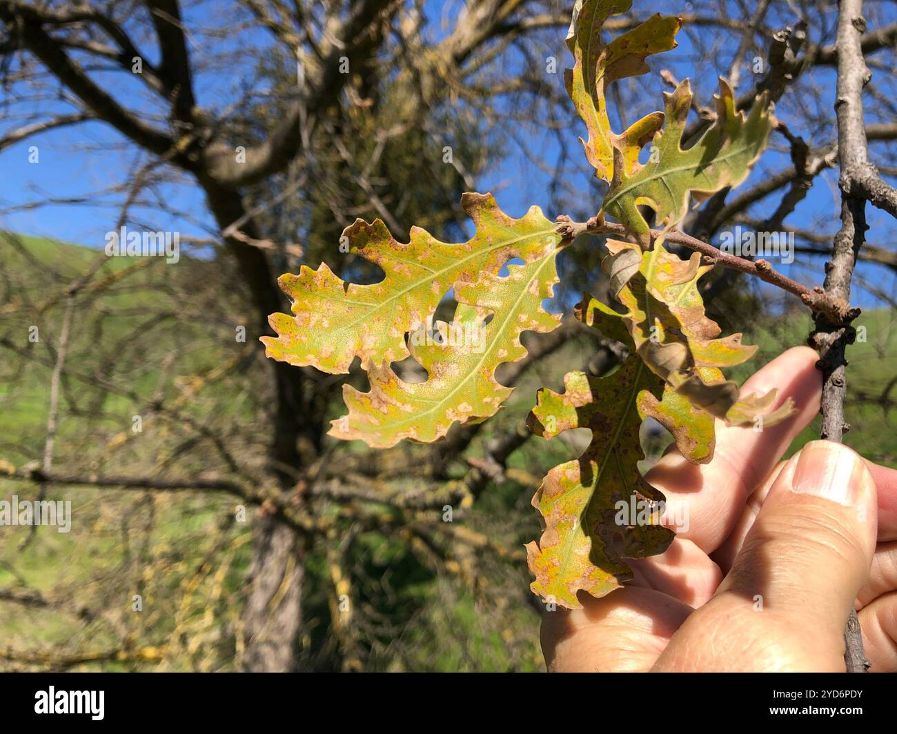 valley oak (Quercus lobata Stock Photo - Alamy