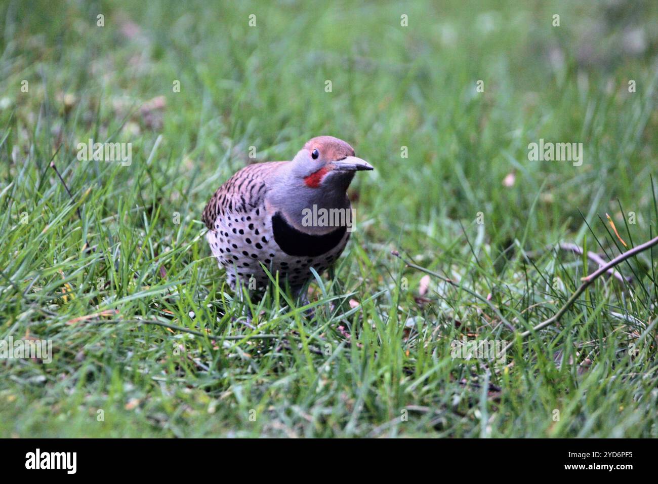 Northern Flicker (Colaptes auratus Stock Photo - Alamy