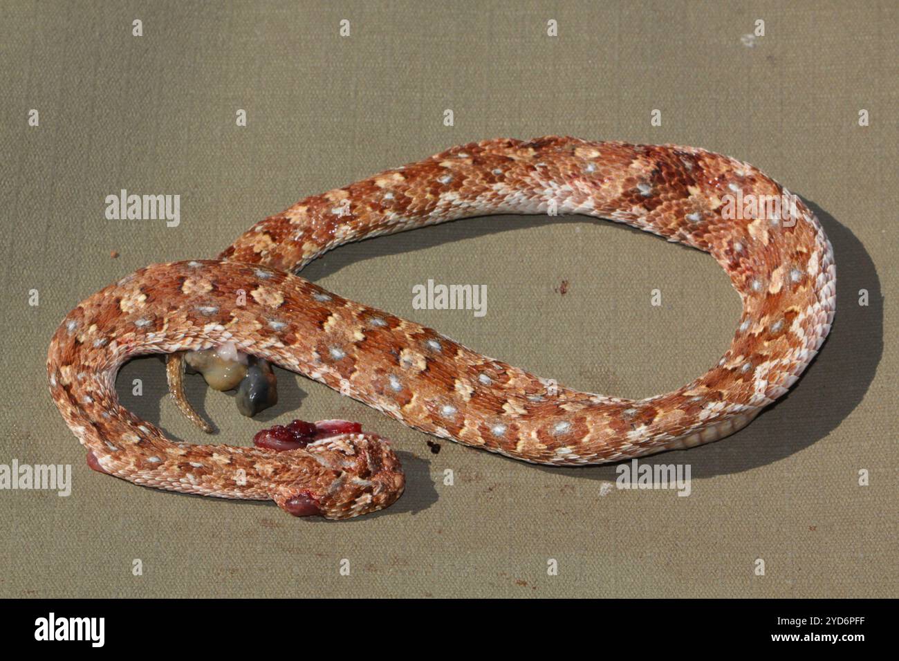 Horned Adder (Bitis caudalis Stock Photo - Alamy