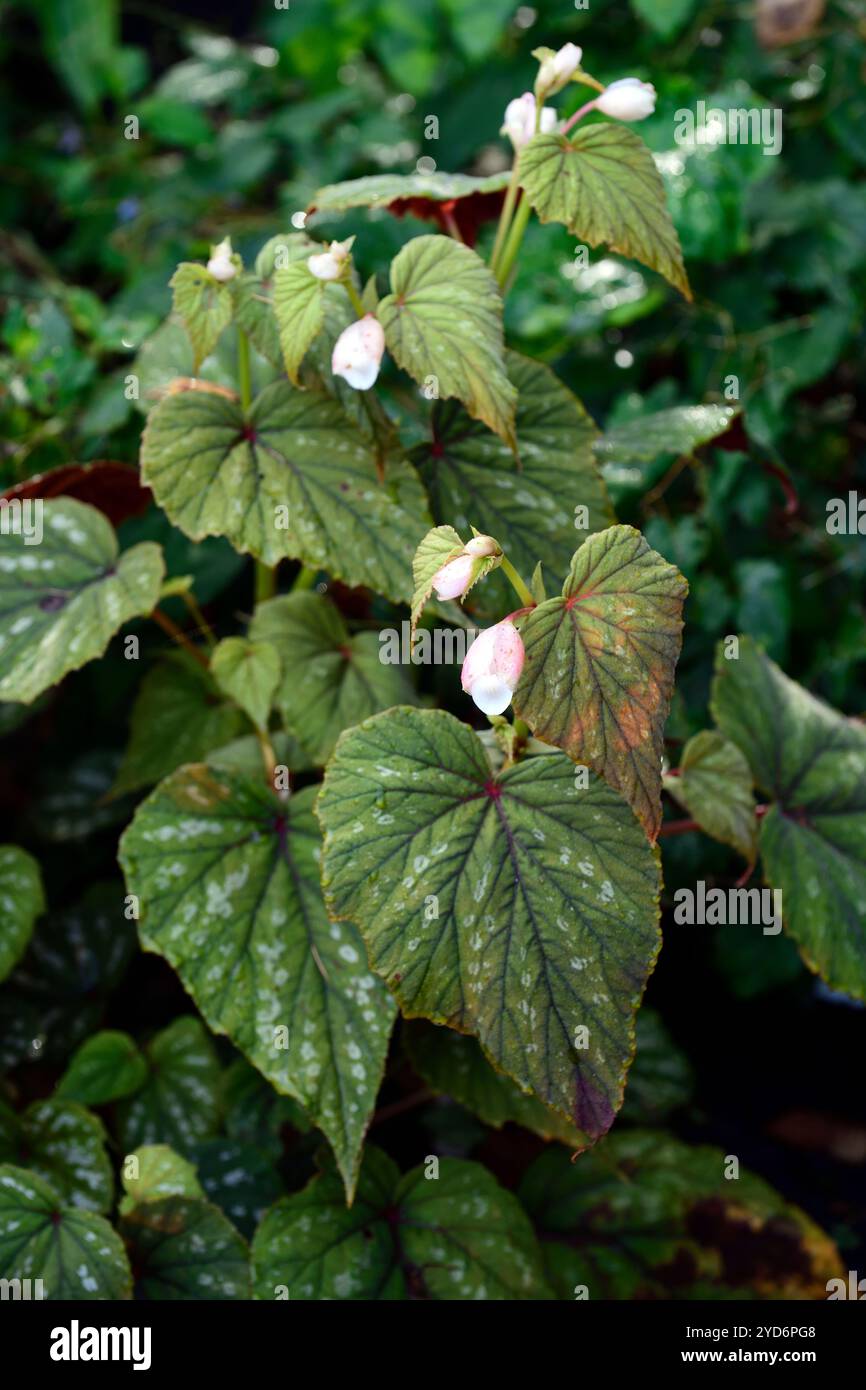 Pink and white hardy begonia flowers hi-res stock photography and ...