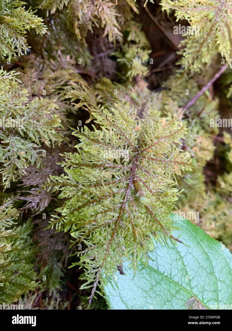 stairstep moss (Hylocomium splendens Stock Photo - Alamy