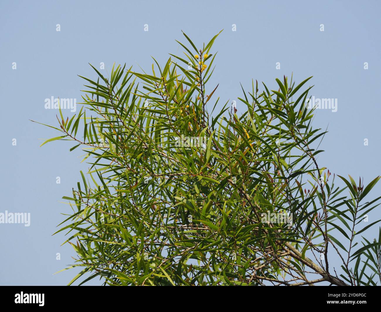 Taiwan Acacia (Acacia confusa Stock Photo - Alamy
