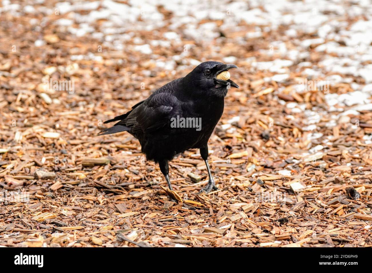 American Crow (Corvus brachyrhynchos Stock Photo - Alamy