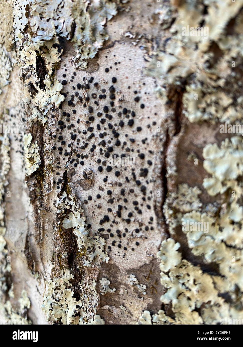 Common Button Lichen (Buellia erubescens Stock Photo - Alamy