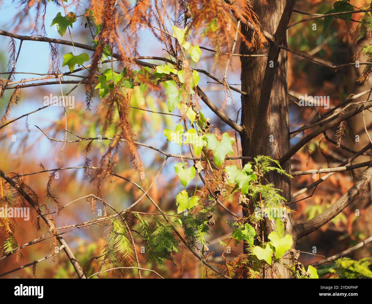 creeping cucumber (Melothria pendula Stock Photo - Alamy