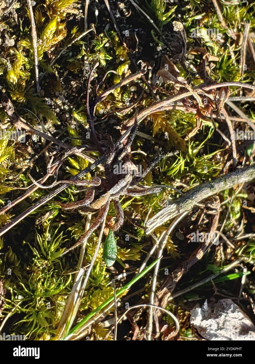 Fox Spiders (Alopecosa Stock Photo - Alamy