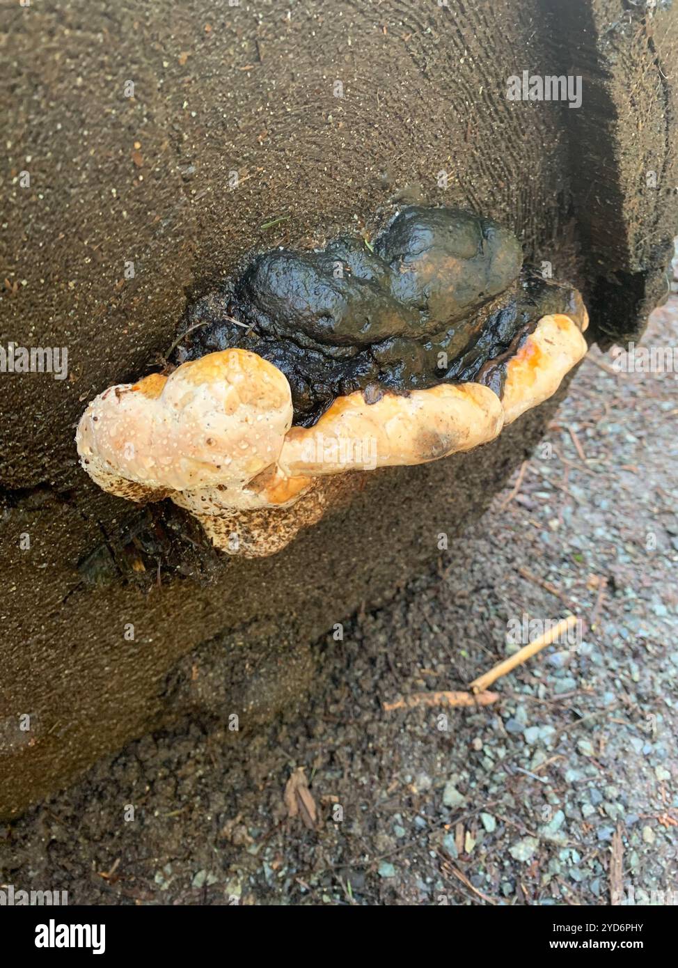 Northern Red Belt (Fomitopsis mounceae Stock Photo - Alamy