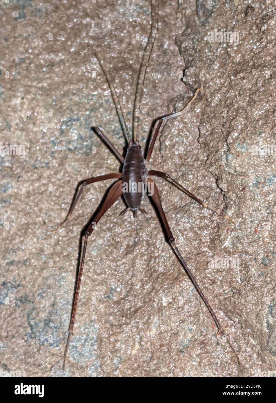 Square-legged Camel Cricket (Tropidischia xanthostoma Stock Photo - Alamy