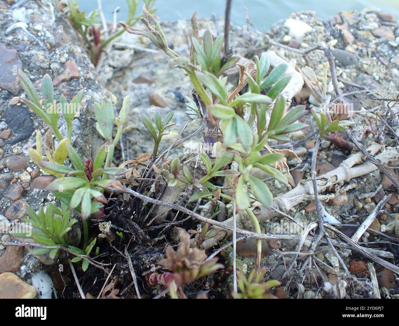 rock samphire (Crithmum maritimum Stock Photo - Alamy