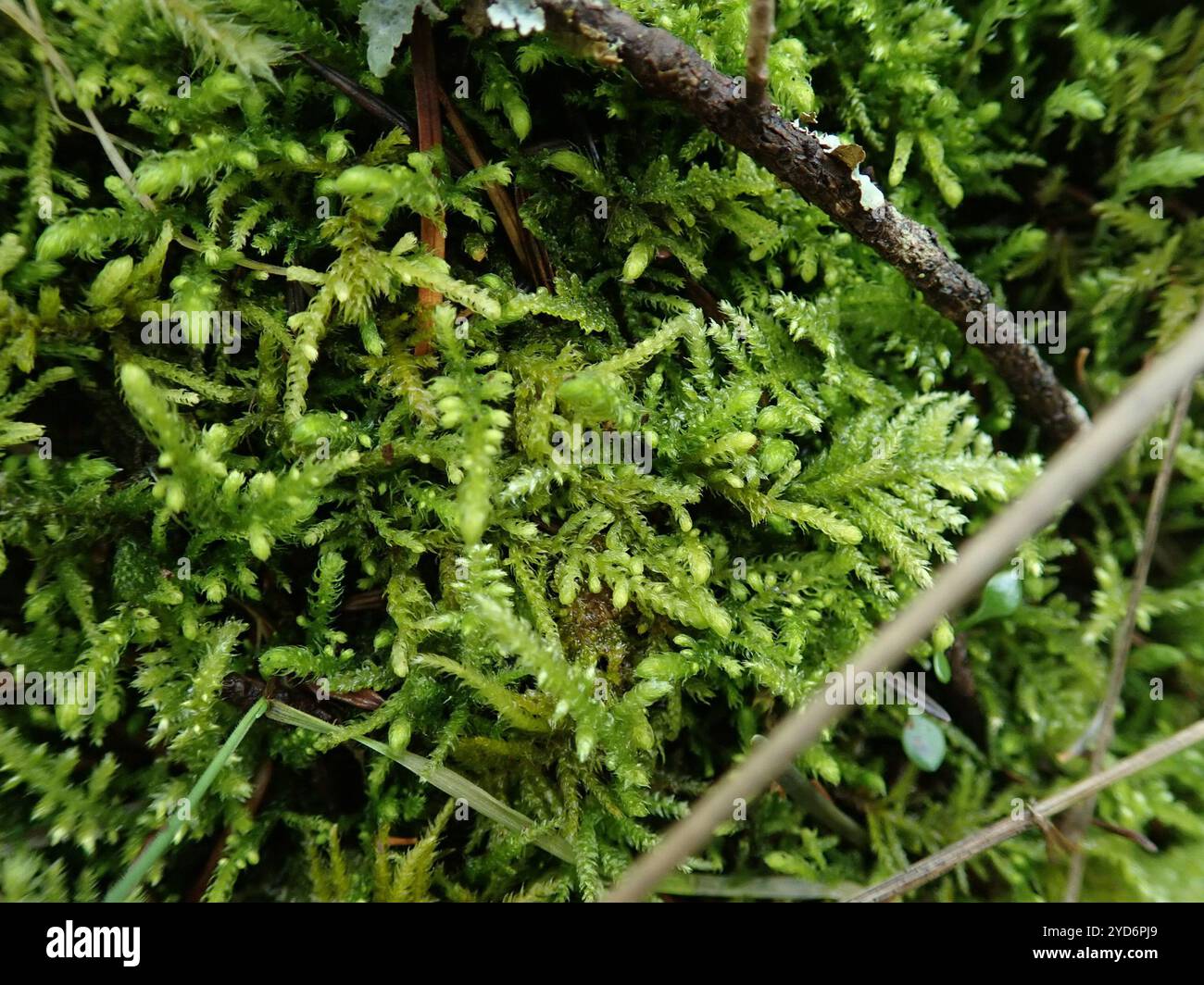Bolander's claopodium moss (Claopodium bolanderi Stock Photo - Alamy