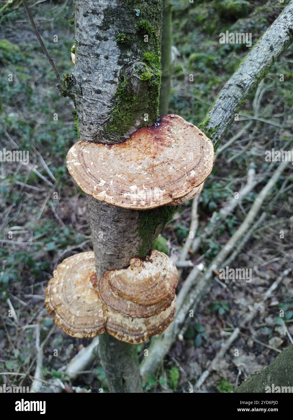 Thin-walled Maze Polypore (Daedaleopsis confragosa Stock Photo - Alamy