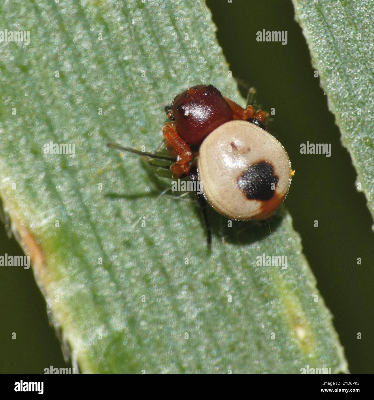 Beetle crab spiders (Mystaria Stock Photo - Alamy
