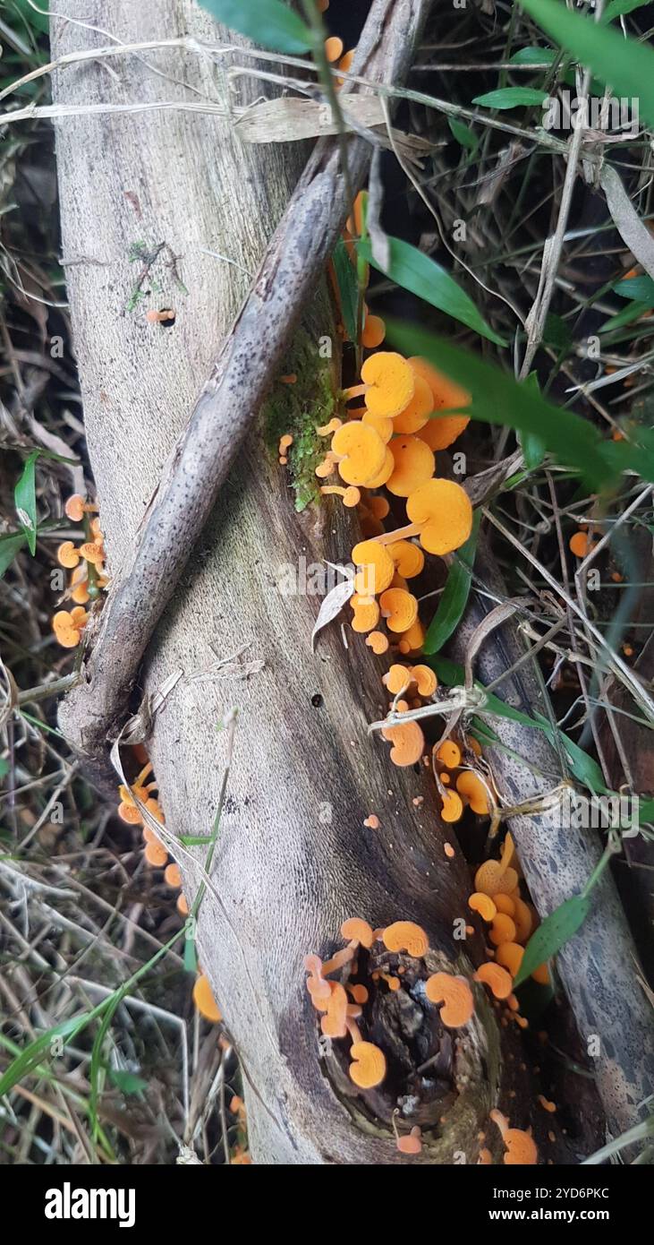 Favolaschia claudopus hi-res stock photography and images - Alamy