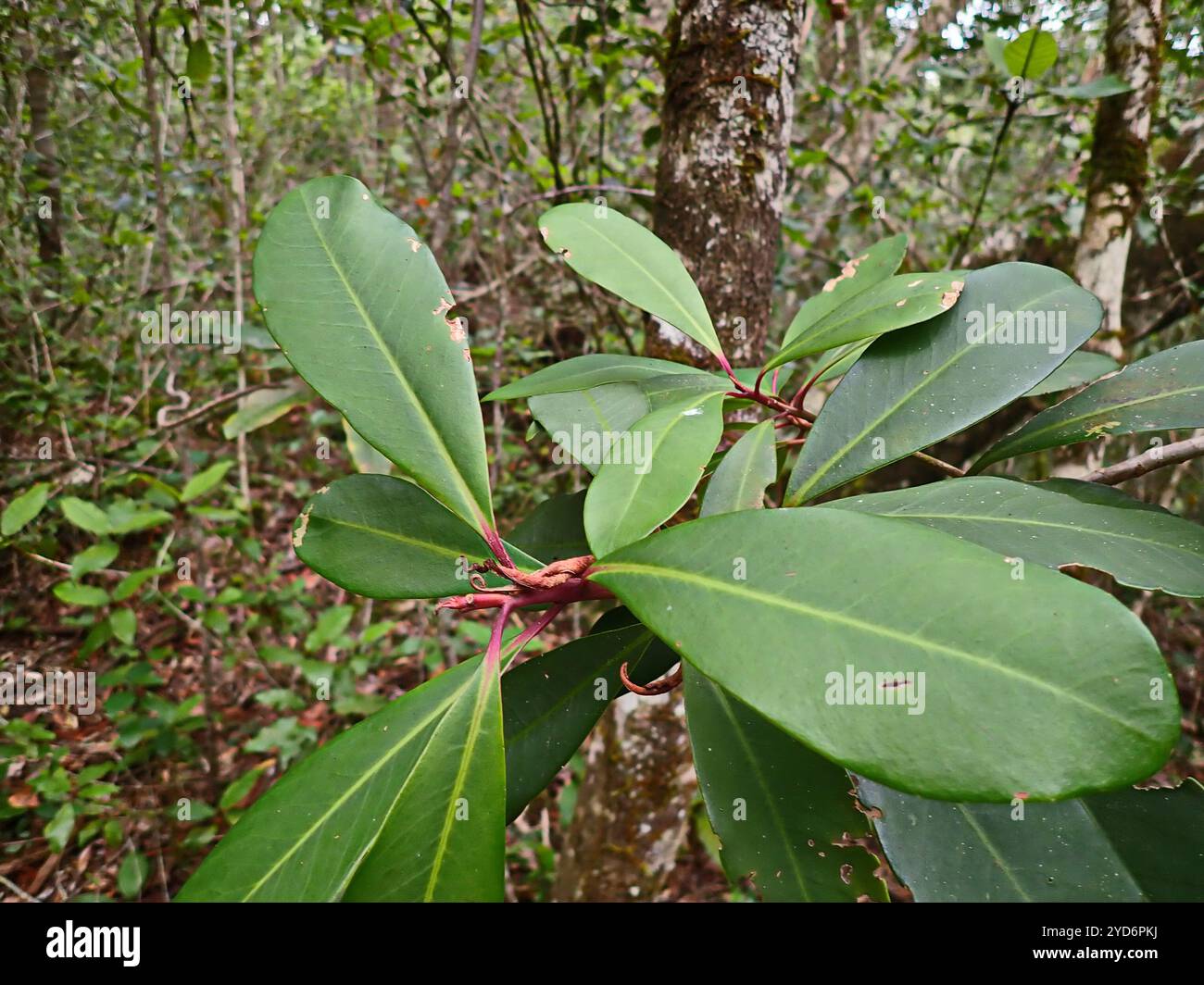 Cape beech (Rapanea melanophloeos Stock Photo - Alamy