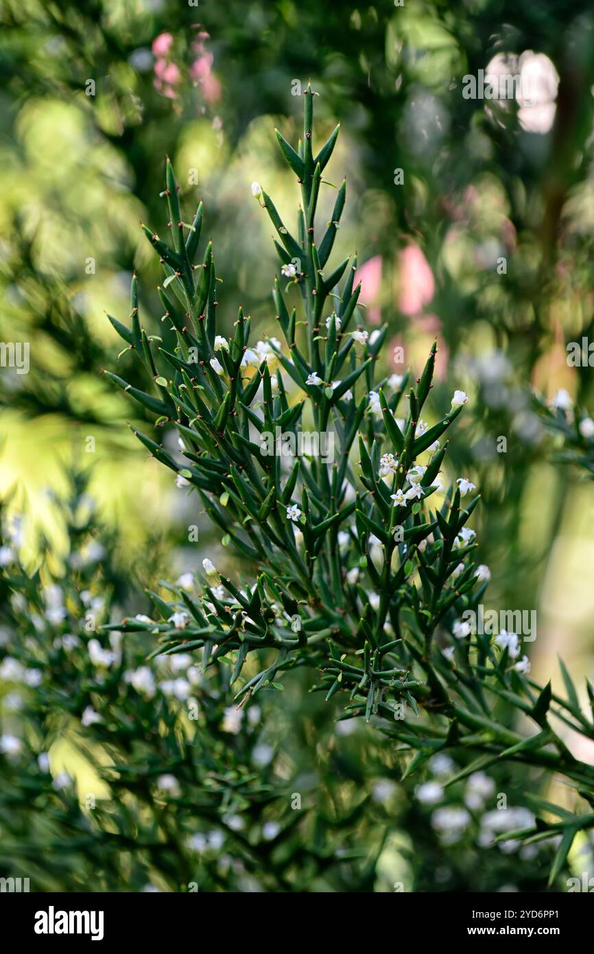 Triangular stems hi-res stock photography and images - Alamy