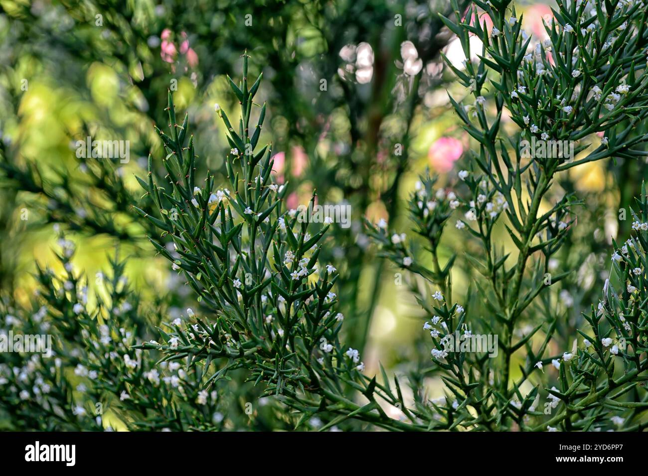 Colletia paradoxa,anchor plant,rounded deciduous shrub, blue-green ...