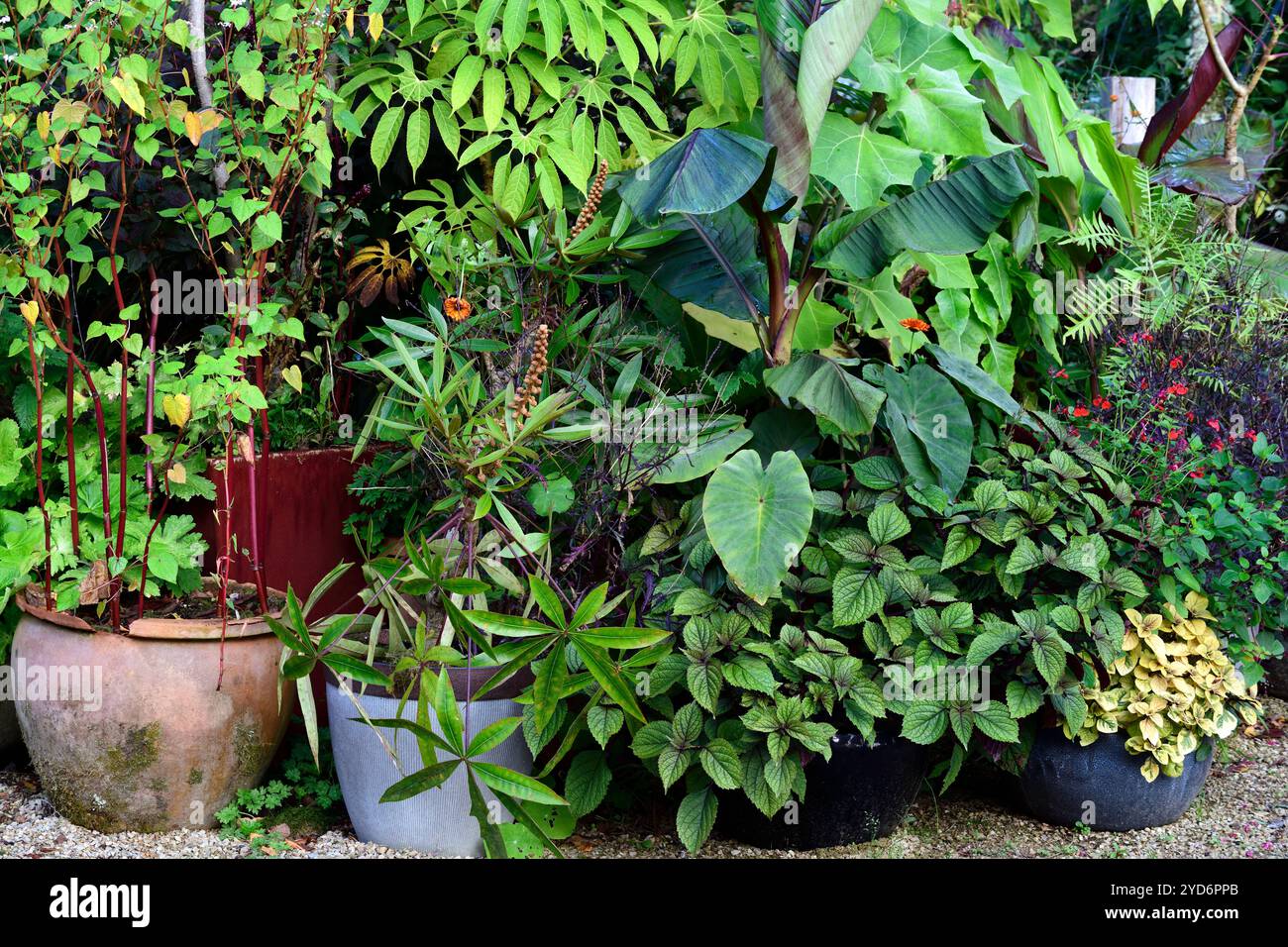 Unusual plant pots hi-res stock photography and images - Alamy